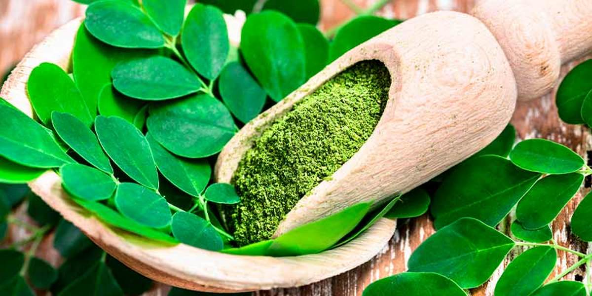 Le Moringa, une plante aux multiples bienfaits - KHLA - L'épicérie du ...